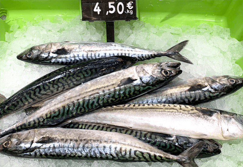 主な魚の種類 - COSTA BLANCA-JP スペイン移住ガイド